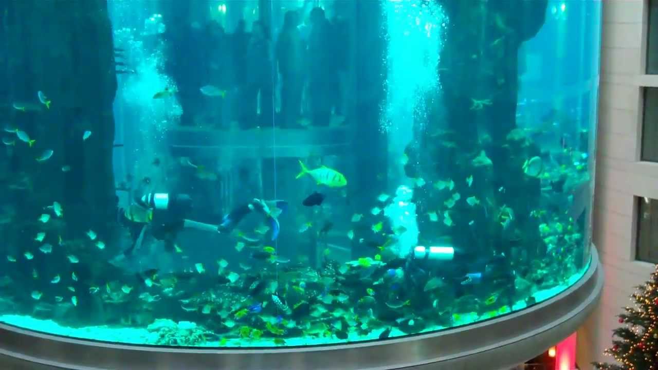 Radisson Blu Germany aquadome fishes at feeding time - YouTube