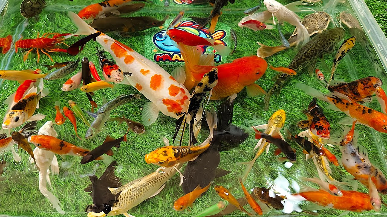 Unboxing Ikan Hias Warna Warni, Ikan Koi, Ikan Mas Koki Cantik, Ikan ...