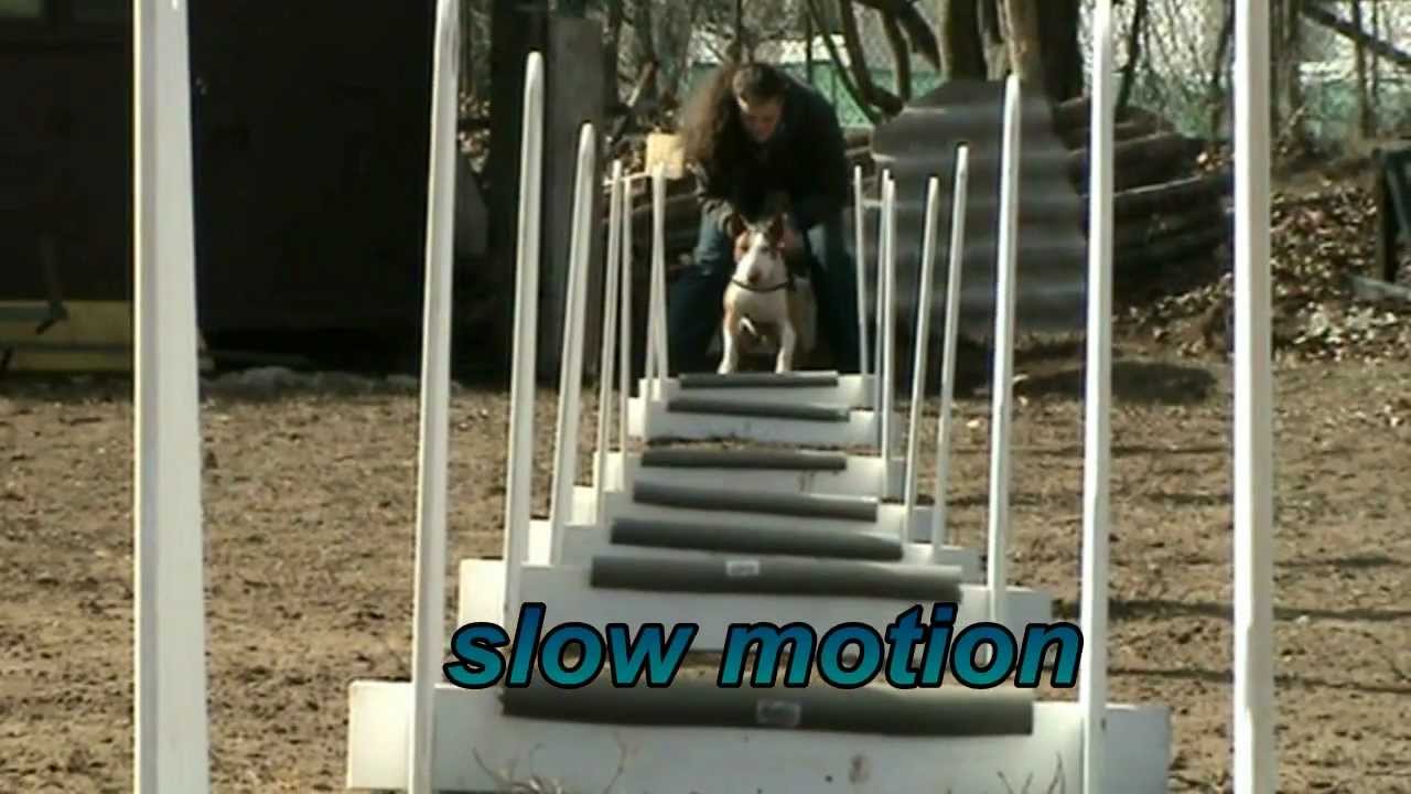 Flyball training 2012.02.26 - YouTube