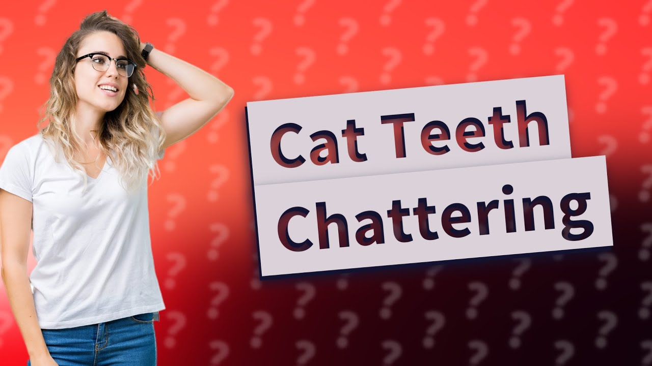 Why does my cat chatter his teeth when I sneeze? - YouTube