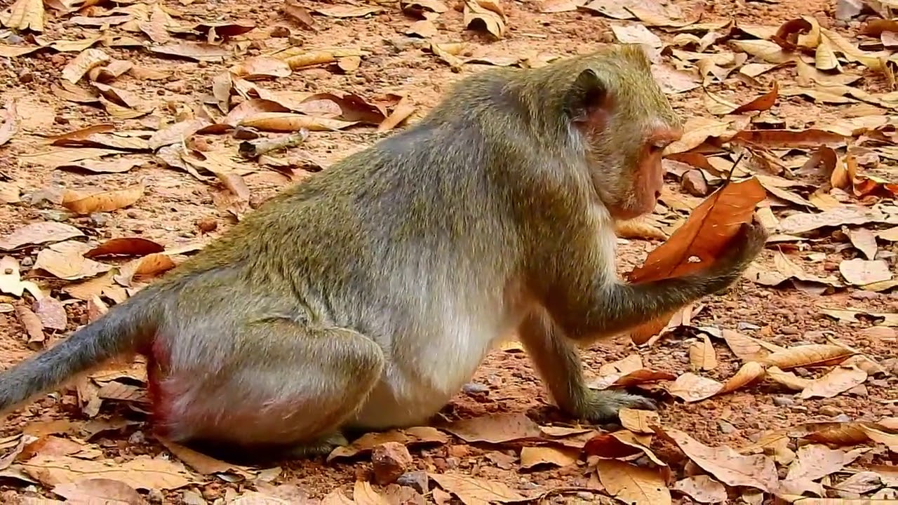 Pregnancy Monkey Rosa So Pity, Please Rosa Give A Birth Soon - YouTube