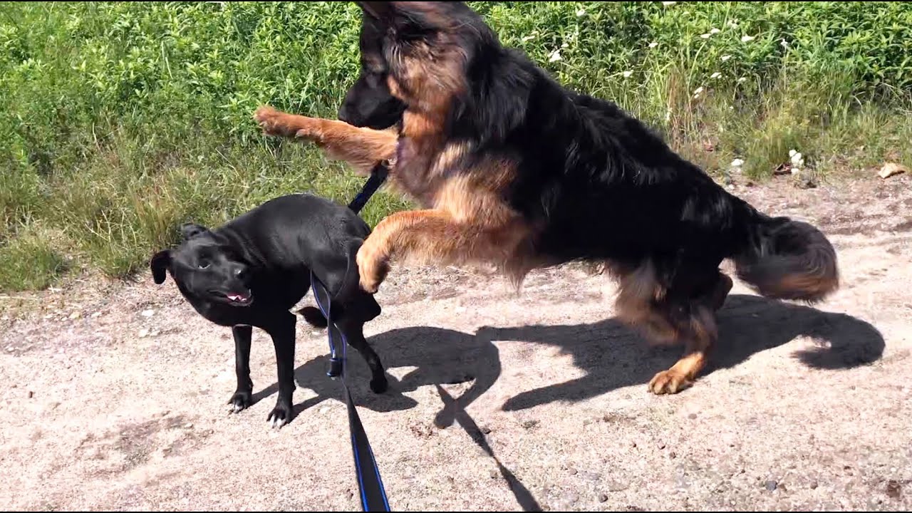 German Shepherd meets an alone street dog. - YouTube