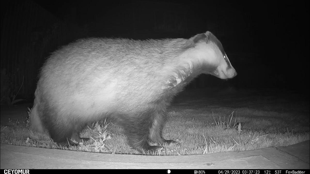 How to keep badgers in your garden - YouTube
