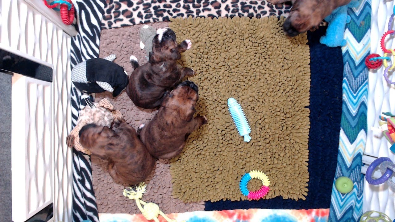 WATCH the LITTERS of PENNY'S BOXER PUPPIES Live! - YouTube