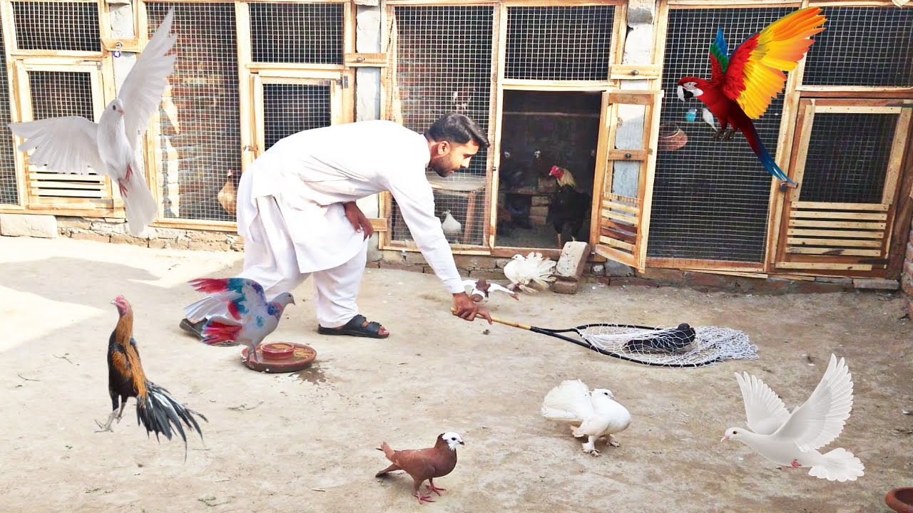 Pigeon udd gea😂birds setup| Aseel setup | Pigeons cage | RM Pets. - YouTube