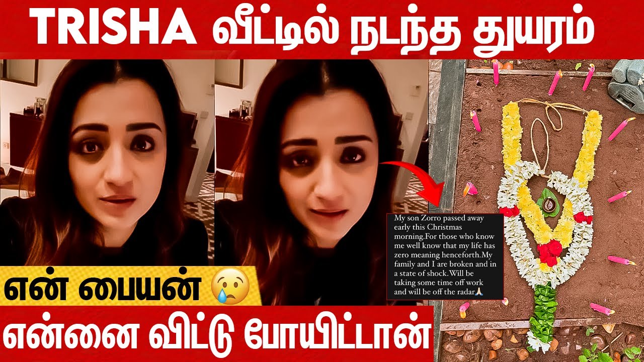 அதிகாலையில் Trisha வீட்டில் நடந்தது என்ன ? | Trisha, Zorro - YouTube