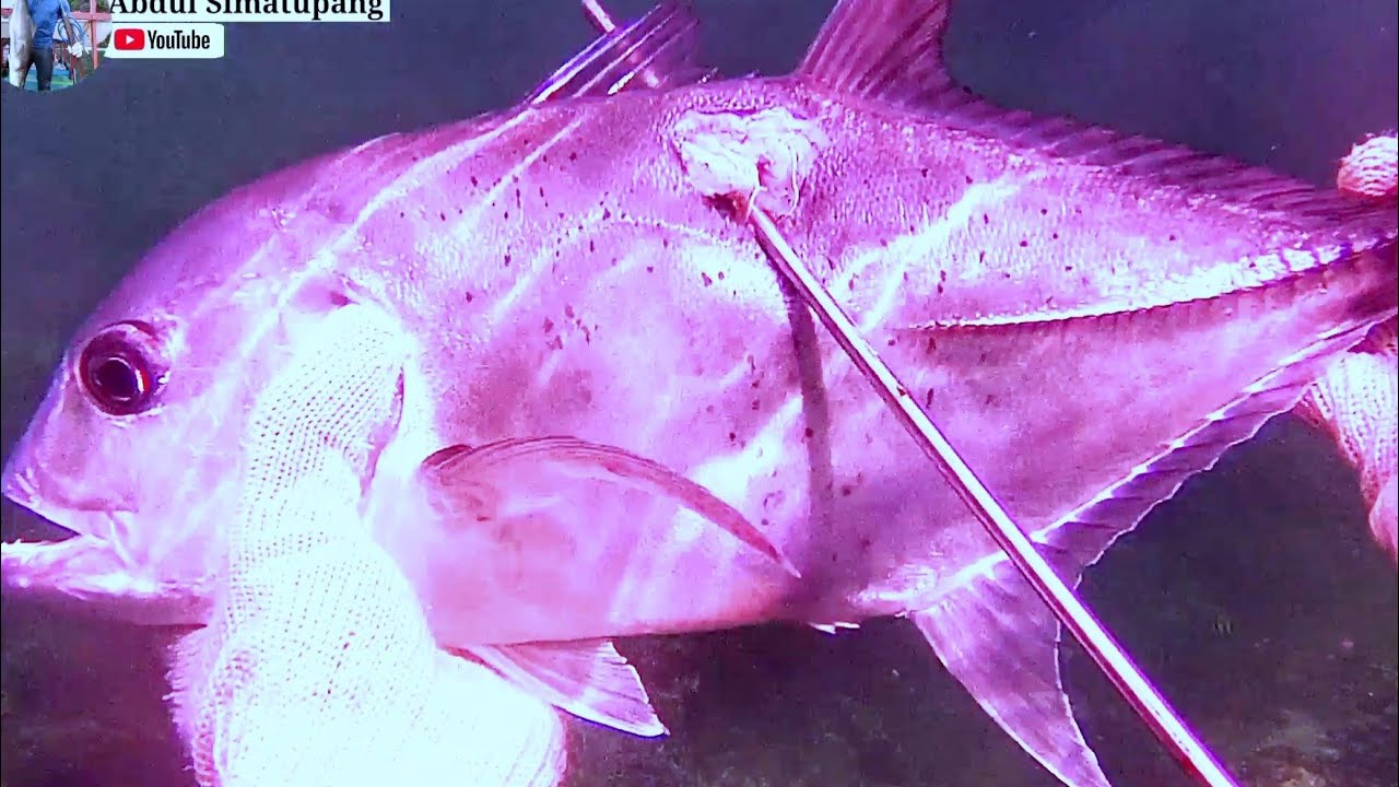 Spearfishing Indonesia🇮🇩Panah Baby GT Dan kawanan Baronang Fish - YouTube