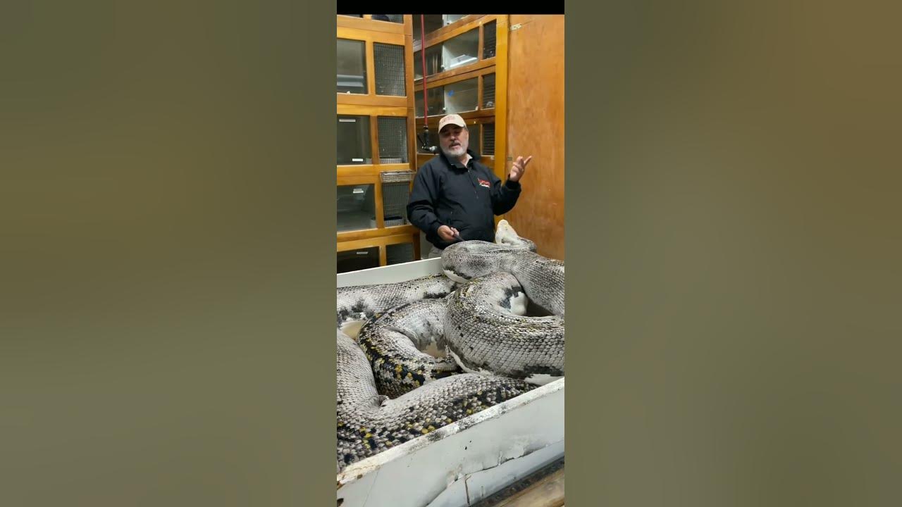 20-feet-long Giant Python Bites Zookeeper in a spine-chilling viral ...