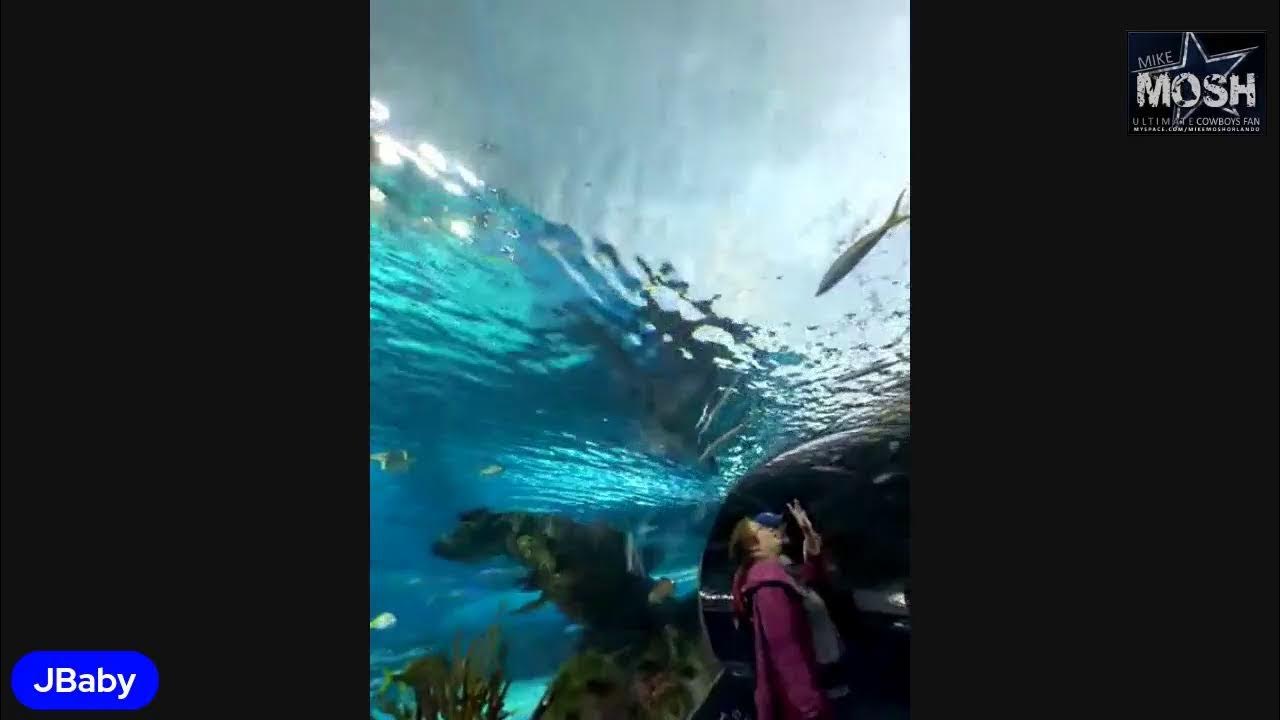 Ripley’s Aquarium - YouTube