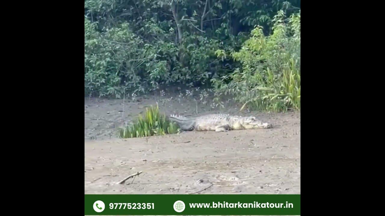 Saltwater Crocodile in Bhitarkanika National Park # ...