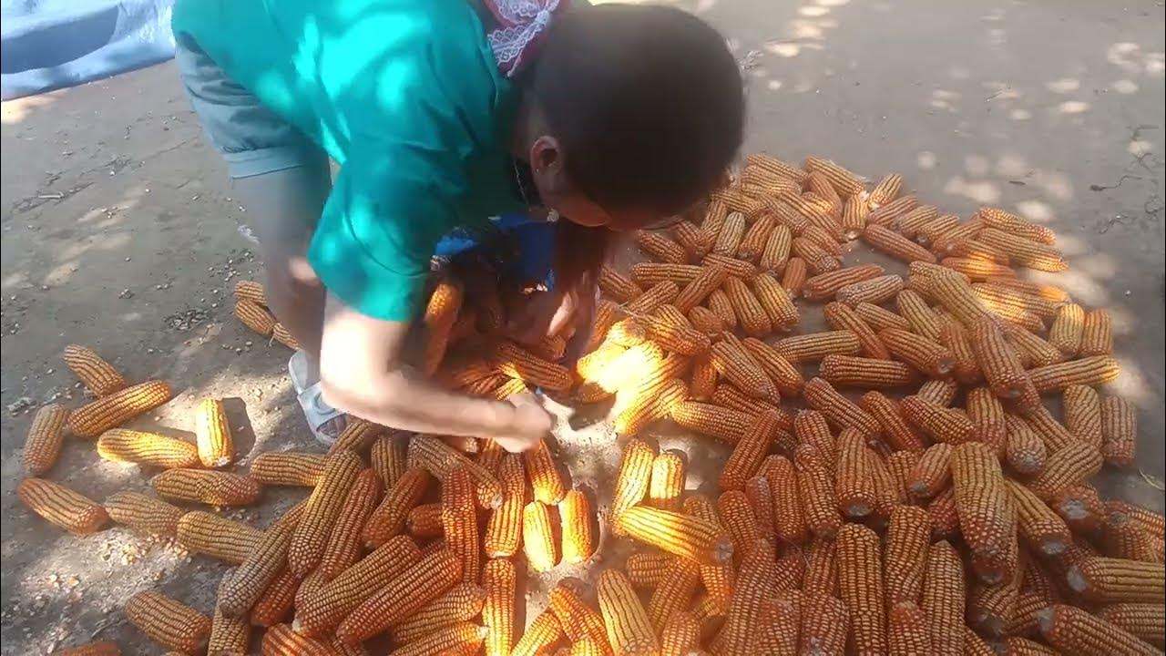 hnub no peb mus nrog niam tais dhas pob kws nawb - YouTube