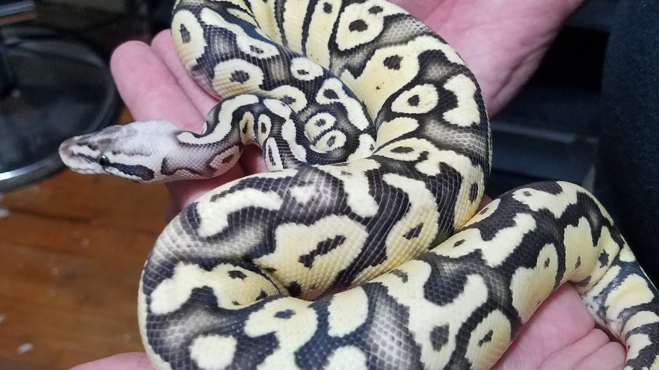 JUST SOME BALL PYTHON BABIES AN JUVIE WEIGHTS! - YouTube