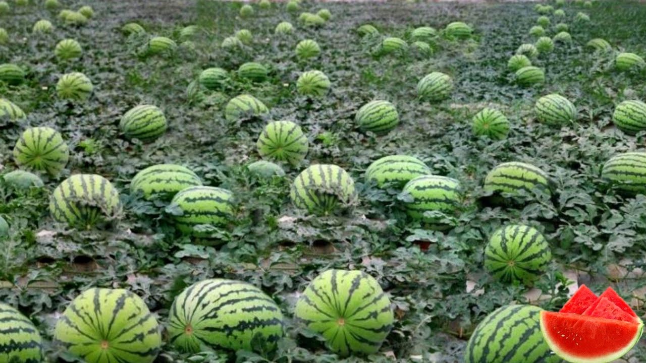 Tarbuj ki kheti kaise karen | तरबूज की खेती | Water melon Farming ...