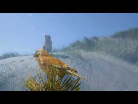 Zeevlam in de duinen en bloembollenvelden. - YouTube