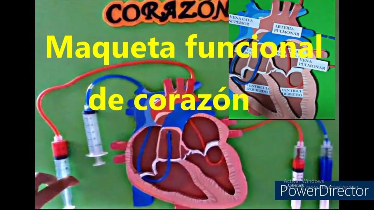 Maqueta de corazón funcional. Con recorrido en movimiento - YouTube