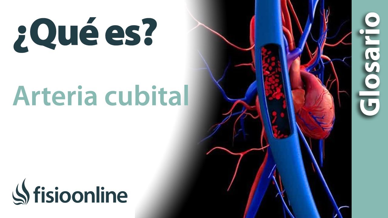 ARTERIA CUBITAL | Qué es, ubicación, recorrido, ramificaciones y ...