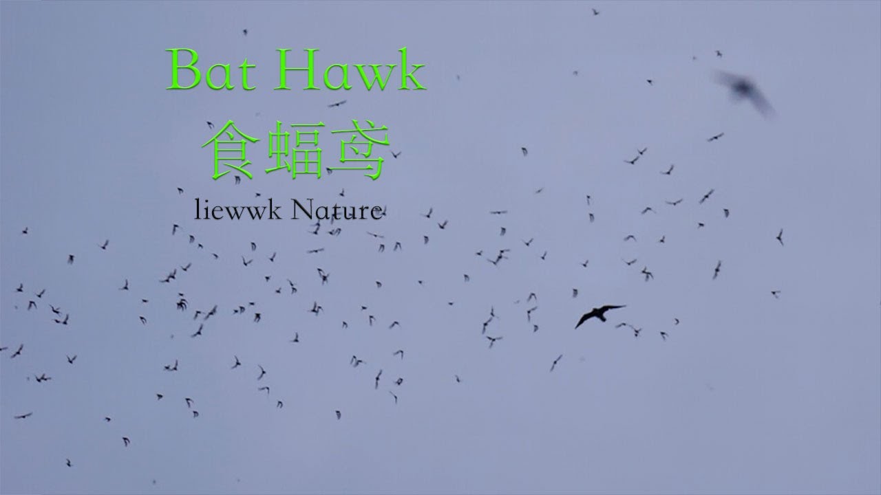a slow-motion: Bat Hawk hunting bats ... Bat Hawk, 食蝠鸢, 食蝠鳶 ...