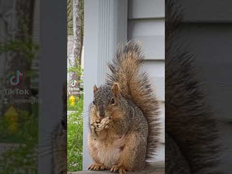 My mom @annetteinzinga677 had her squirrels trained well 😃 #squirrel # ...