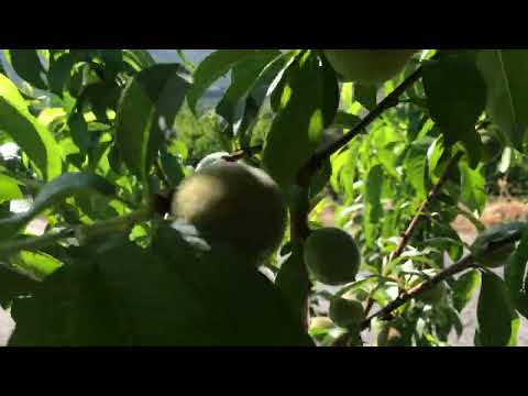 Yarma Şeftali Ağacı'nda Son Durum ve Meyve Tutumları | Mayıs 2022