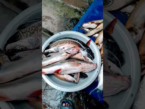 MADE IN KISHOREGANJ | #কিশোরগঞ্জ #foryou #fish #trending #fishbazar # ...