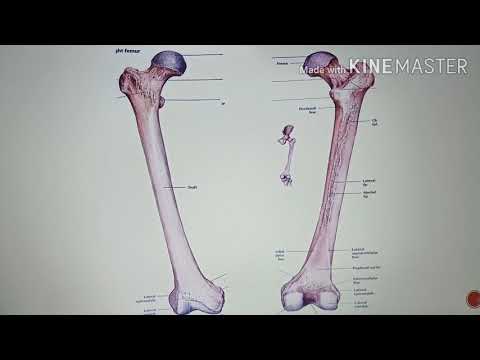 OSTEOLOGY OF FEMUR by Dr BENJAMIN WINCENT - YouTube