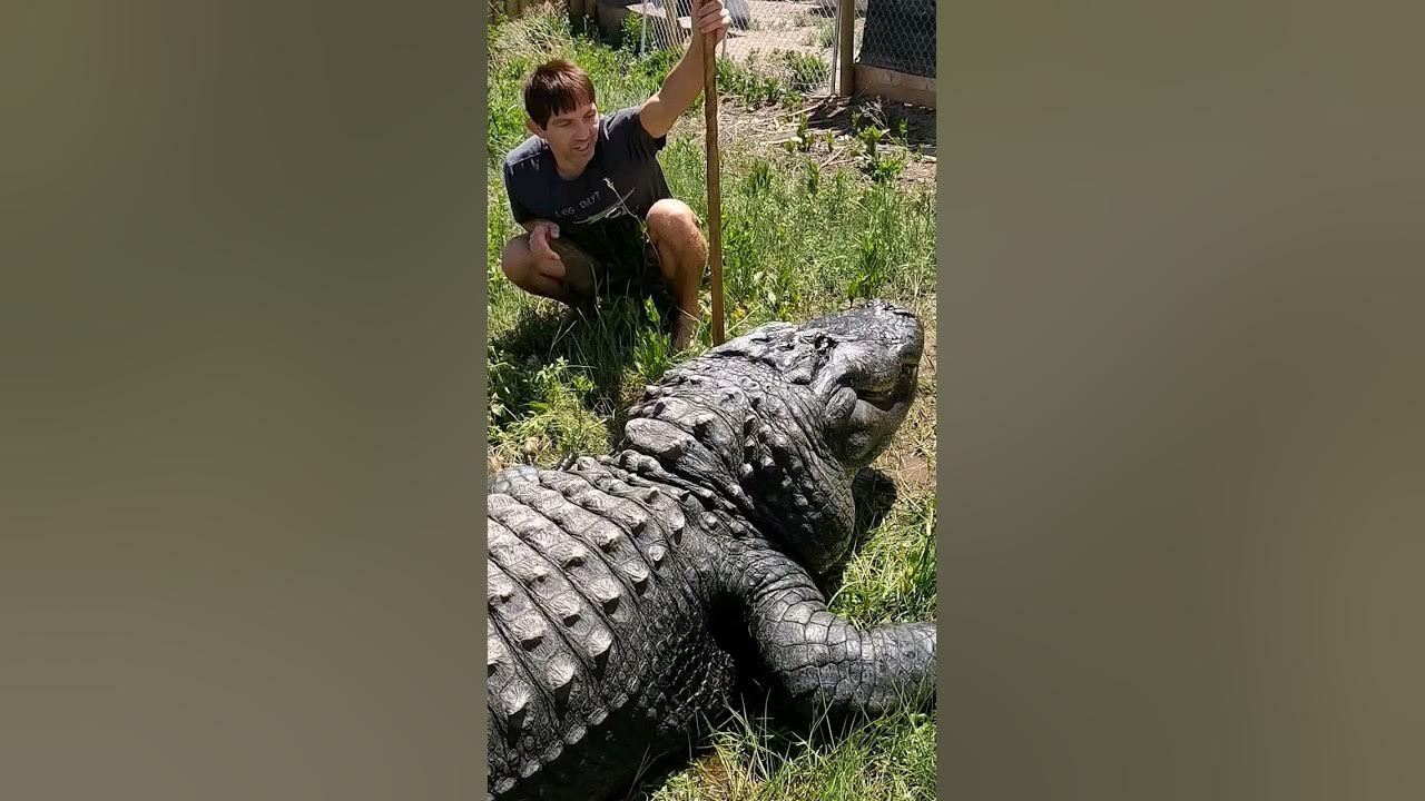 Elvis the Alligator goes for Swim! - YouTube