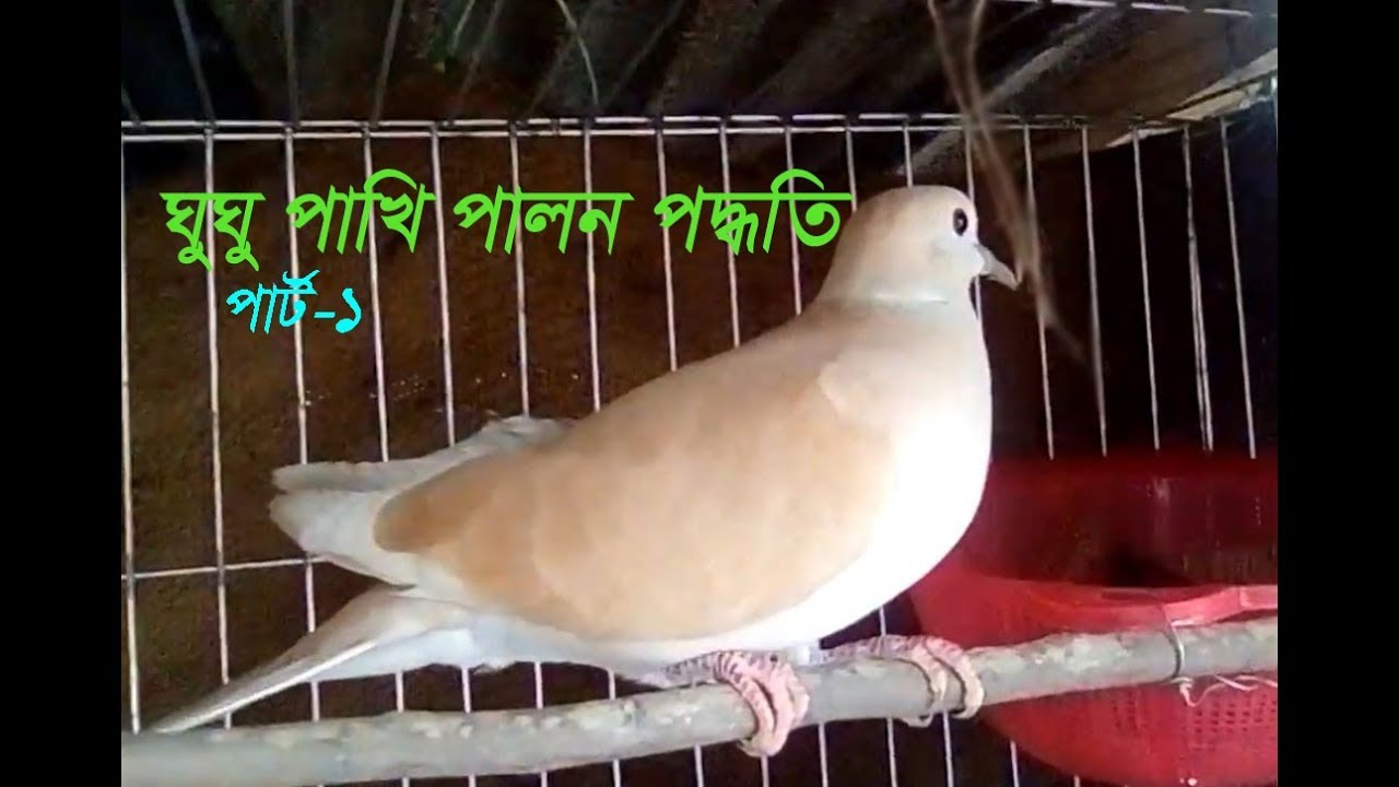 How To Set Up A Dove Cage YouTube how-to-set-up-a-dove-cage-youtube
