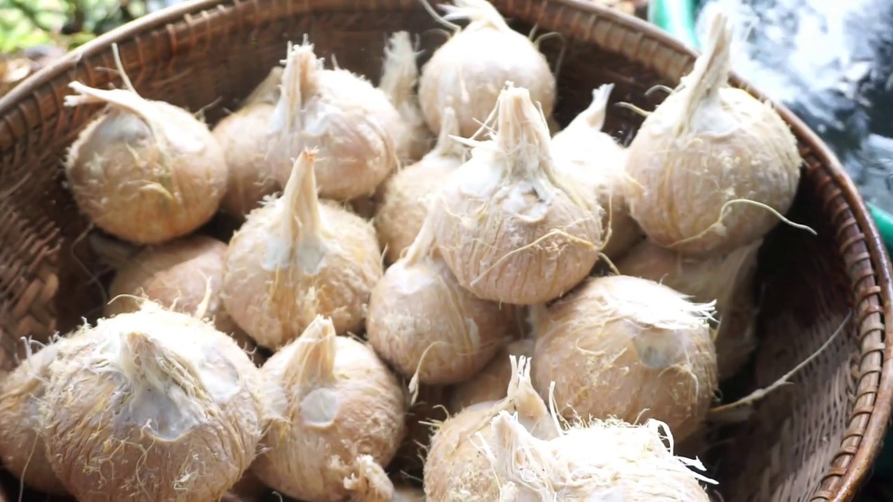 Aloha Mahalo Bike Tour - YouTube