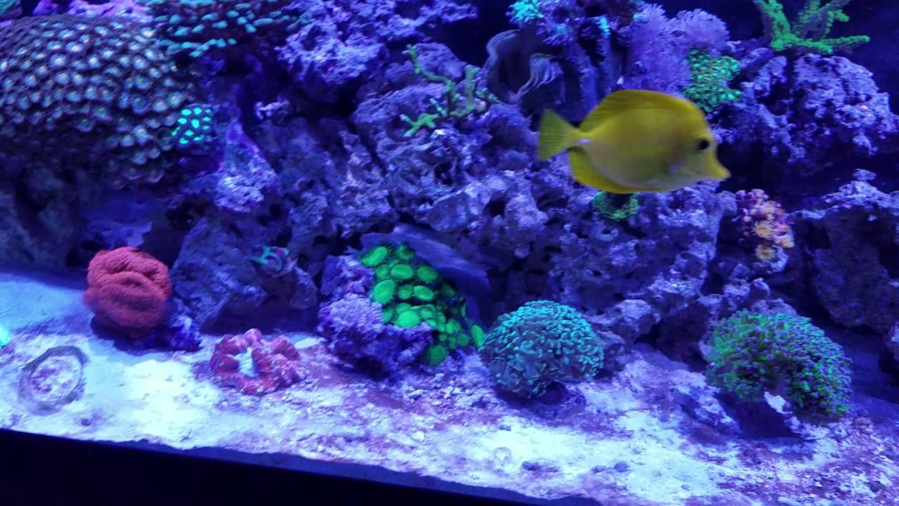 120g Reef tank update. Lost maxima clam! - YouTube