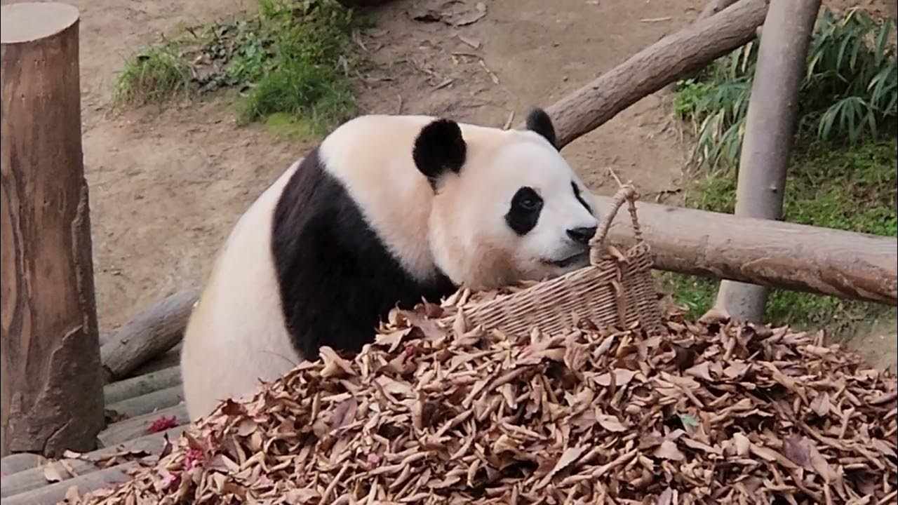 1119 푸바오 야외서 들어와서 낙엽위에서 바구니에 당근끄내다 떨어 뜨려서 한참 분노폭발 바구니패면서 화풀이 하고서 잠깐퇴장했어요 첨보는 모습 쇼킹 근데 너무귀여워요
