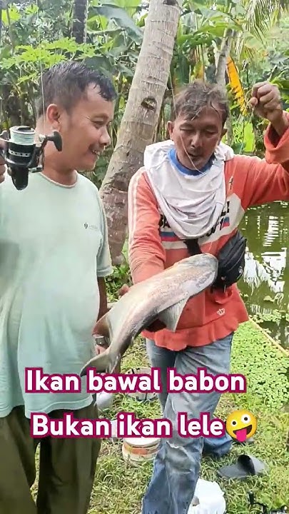 Mancing Mania Mantap ‼️ Ikan Bawal Babon - YouTube