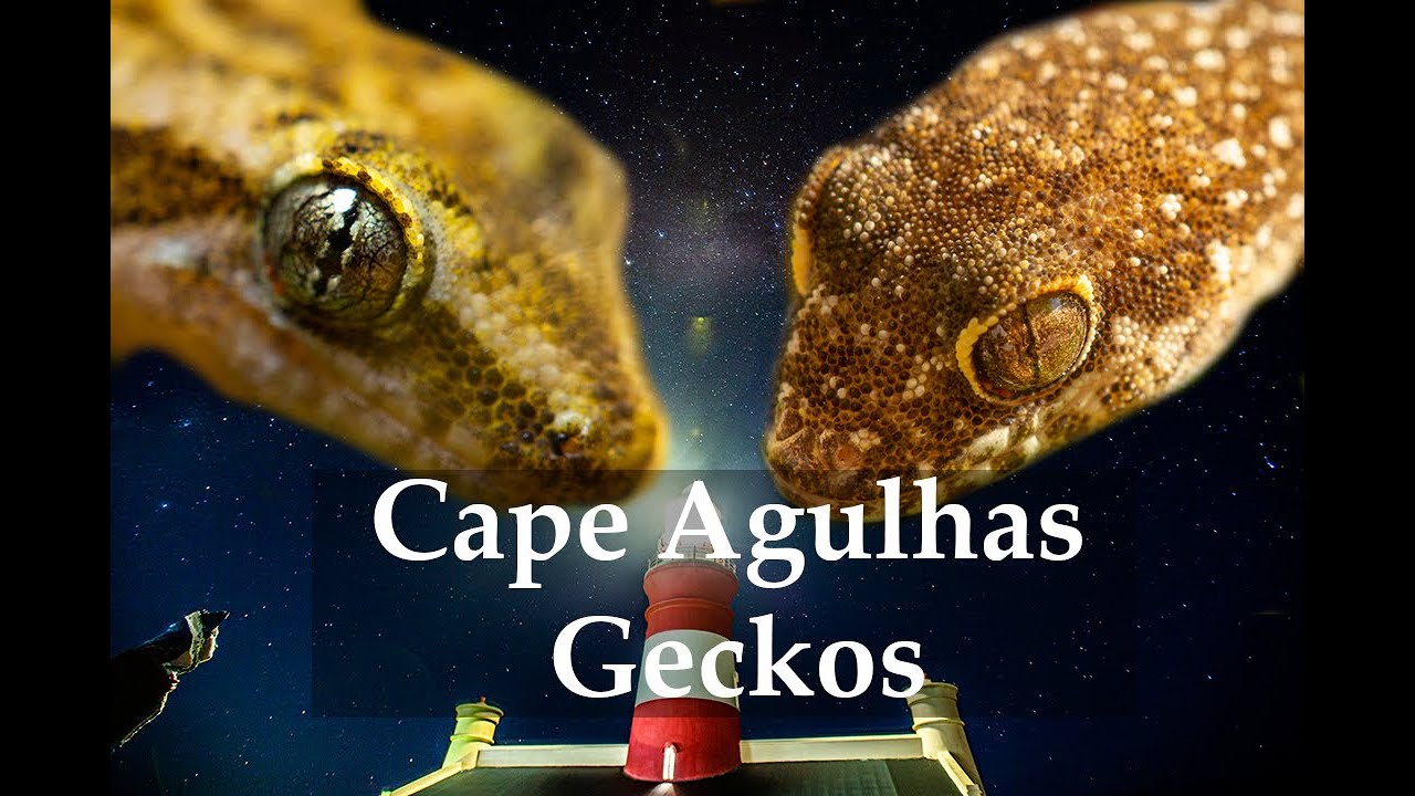 Geckos of Cape Agulhas! ( Ocelatted and Leaf-Toad) - YouTube