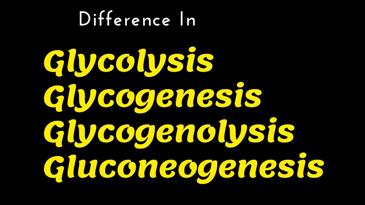 Difference In Glycolysis Glycogenesis Glycogenolysis Gluconeogenesis In Hindi Mudgalbiology