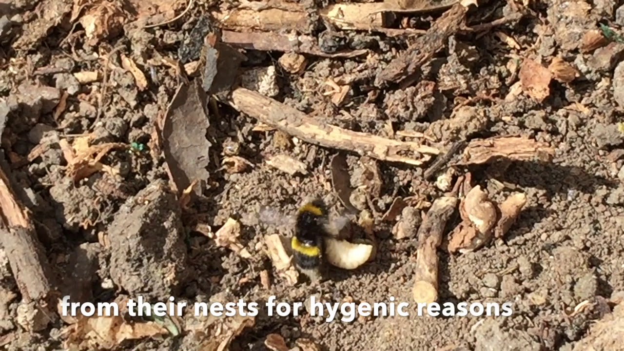 Bumblebees remove diseased or dead larvae from nests - YouTube