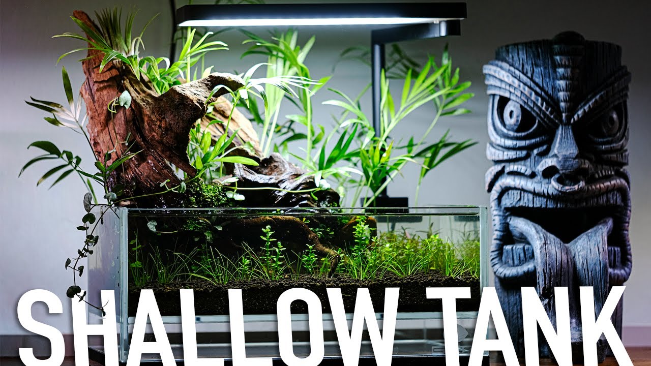 Mini shallow Tank 30x18x12cm air - Hardscape and Planting - YouTube