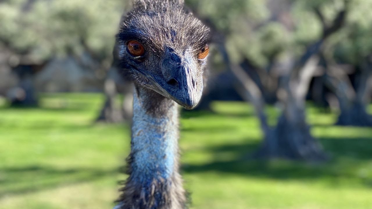 ¿Qué es un emú? 4K - YouTube
