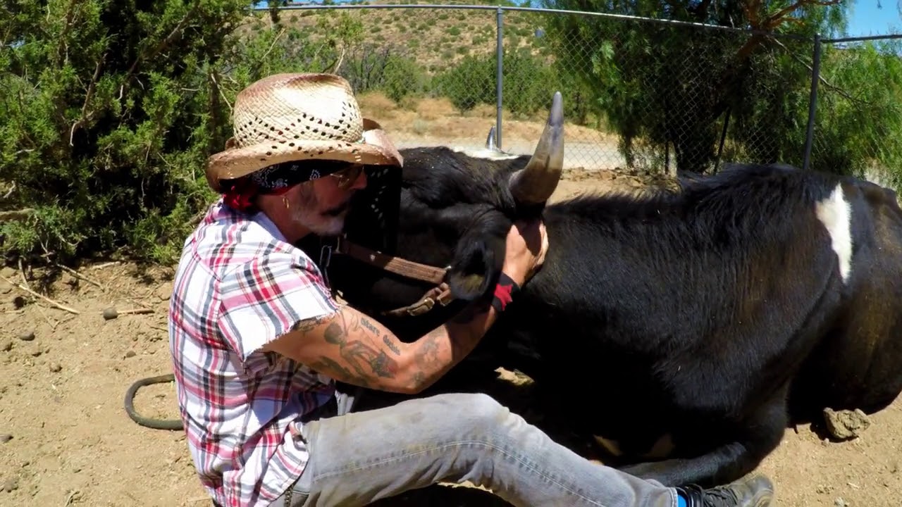 Hugging a Bull Christopher Ameruoso Shows You how - YouTube