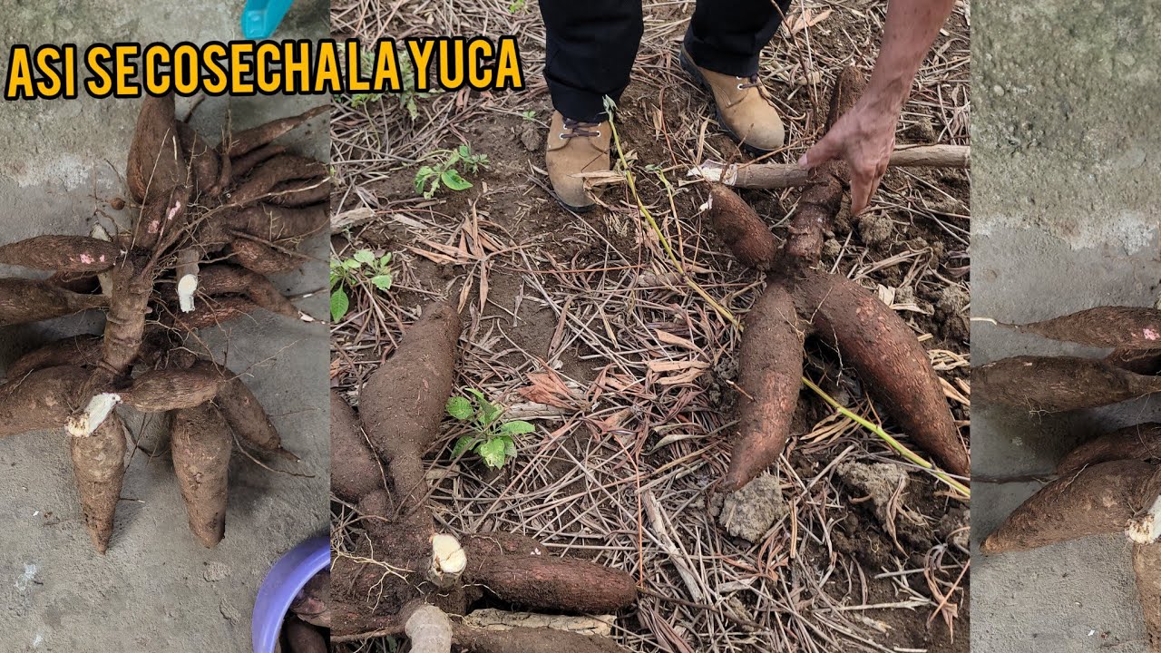 ASI SE ARANCA LA COSECHA DE YUCA EN LA FINCA 😲😲😲😲 - YouTube
