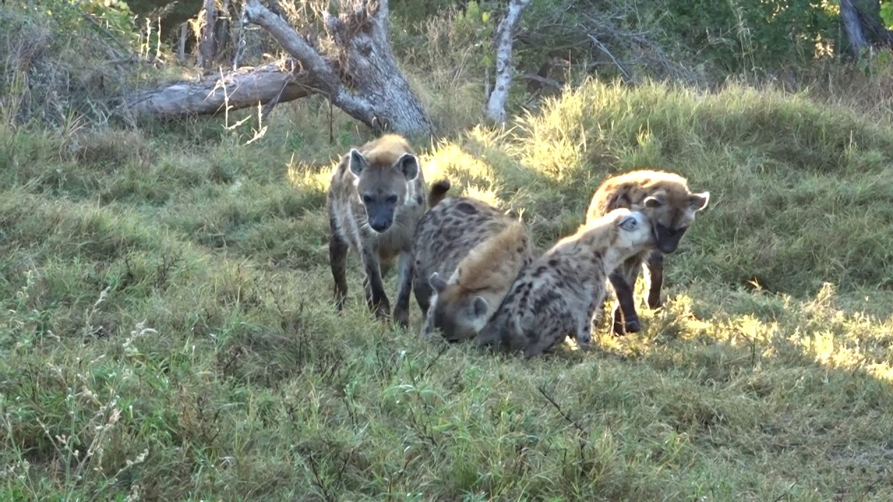 Cackle of Hyenas Botswana 2017 - YouTube