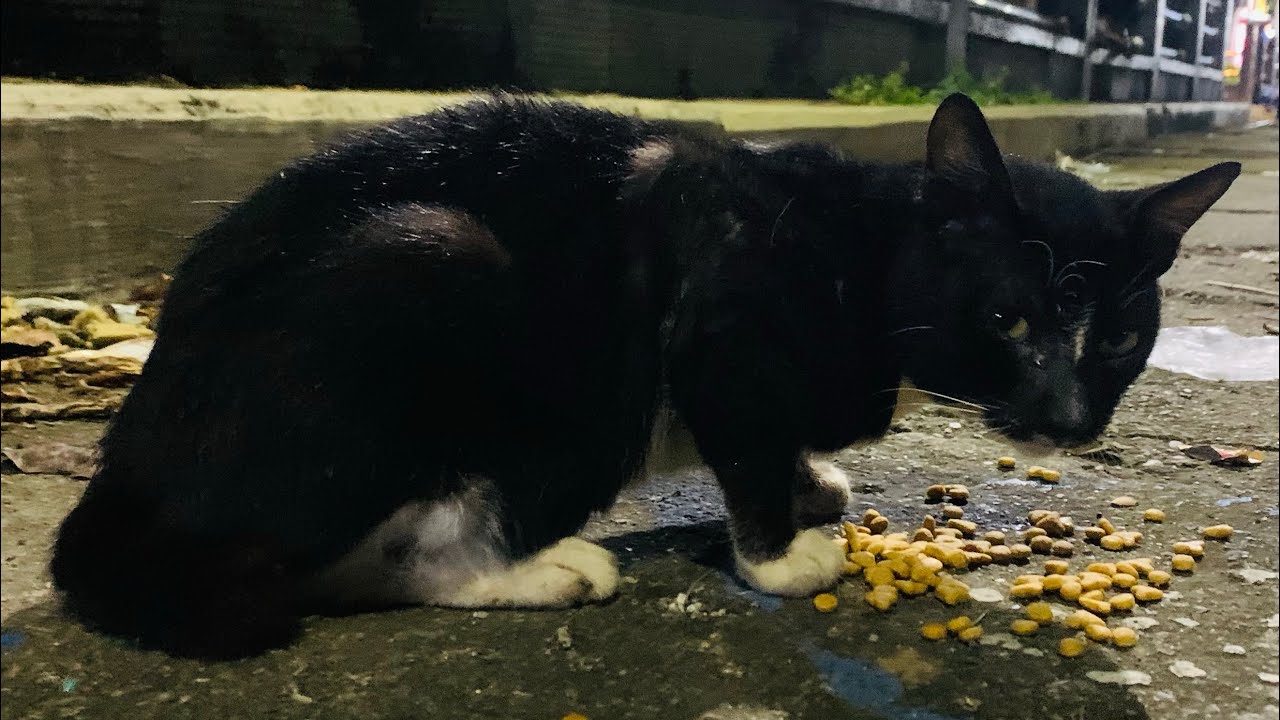 Stray Cat, Looking for Leftovers #feedingstraycats - YouTube