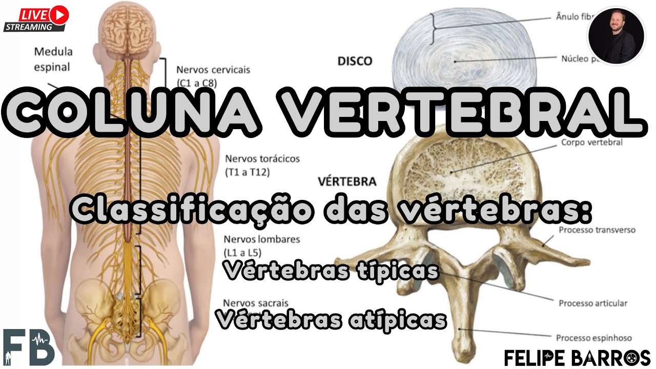 Coluna vertebral - Classificação e características das vértebras | Prof ...