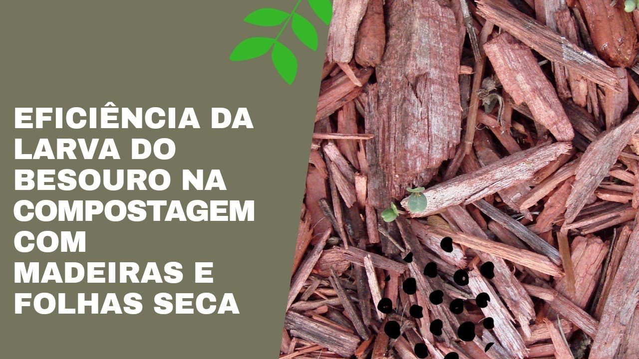 compostagem de folhas secas e madeiras - YouTube