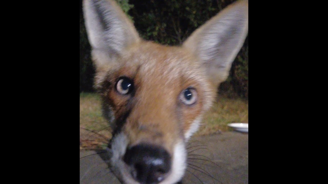 Fox Cub Is Injured - YouTube