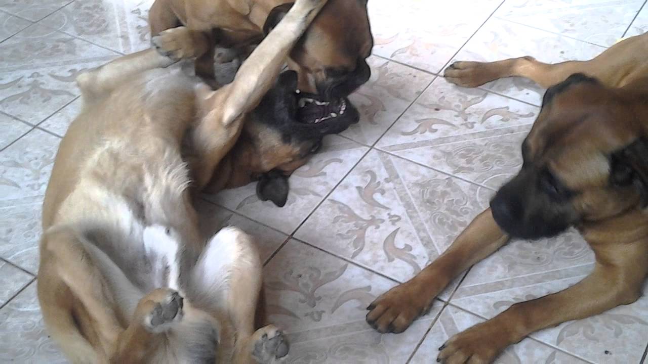 Beso francés de perros con mucho amor - YouTube