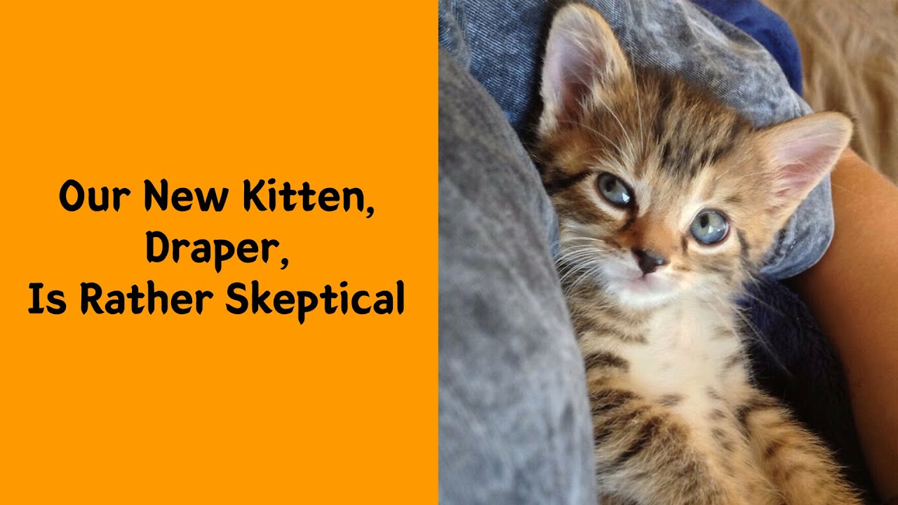 50 Funny Skeptical Animals To Make Your Day Perfect - Animal lover ...