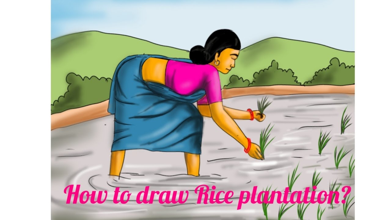 How to draw Rice plantation drawingstep by step in easy way ?#Aashar 15 ...
