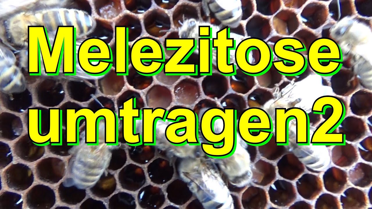 Melezitose umtragen2 - YouTube