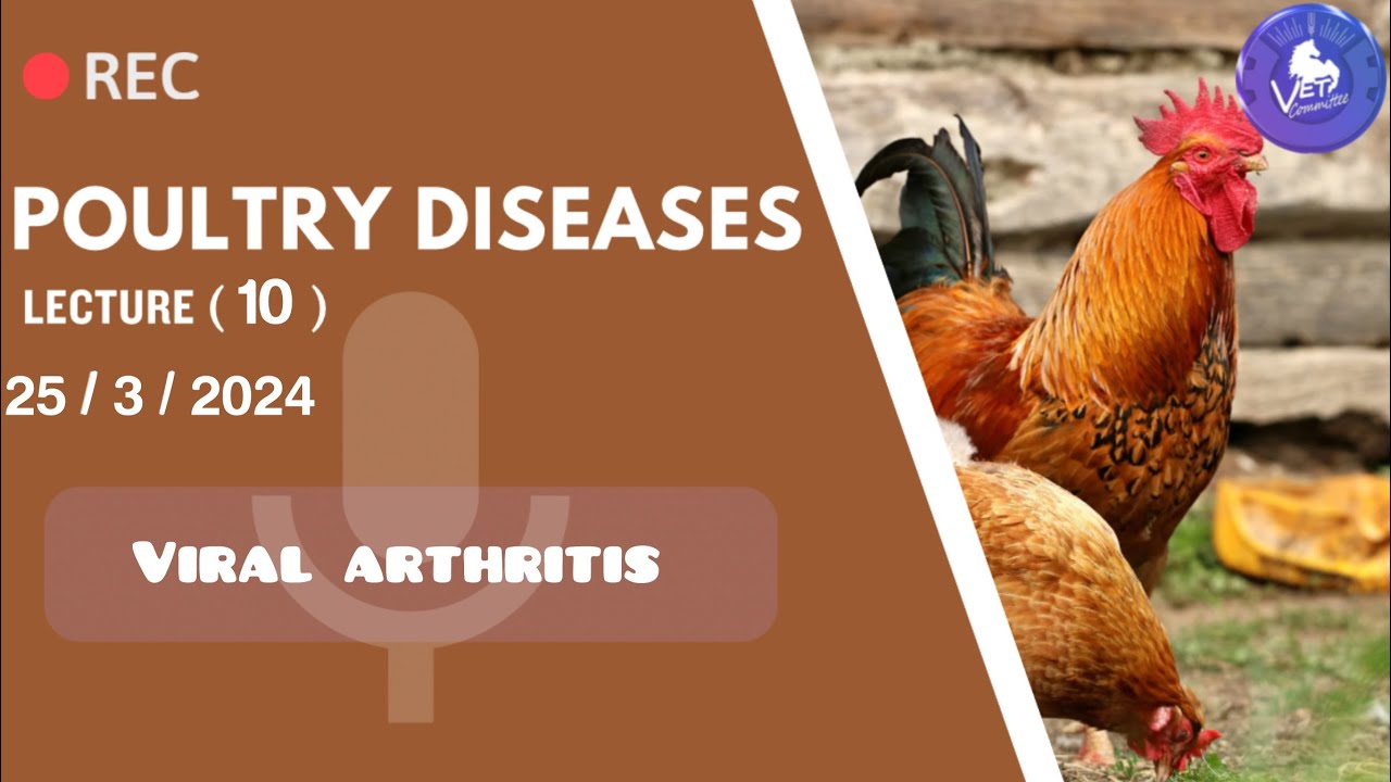 poultry-diseases-viral-arthritis-youtube