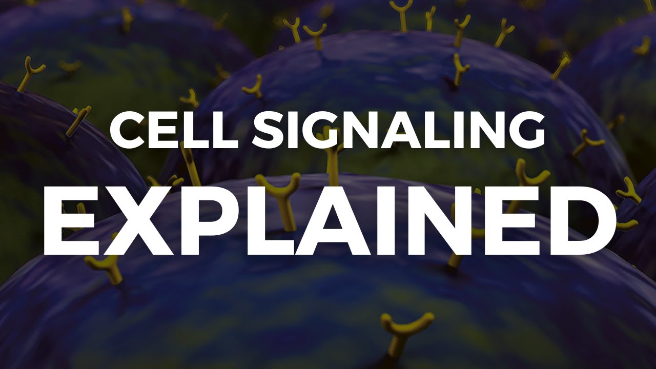 Cell Signaling EXPLAINED - YouTube