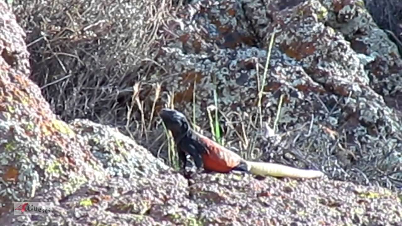 Chuckwalla Lizard ~ Desert Iguana, Arizona - YouTube